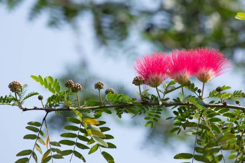 Pink Flower Powder Puff or Head Powder Puff Stock Photo - Image of ...