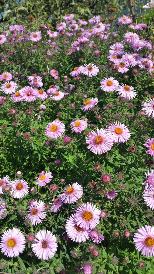 Pink Flower power stock photo. Image of power, field - 76948512