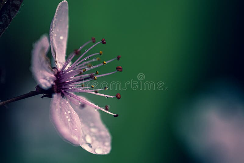 Pink flower in profile stock photo. Image of blossom - 217718652