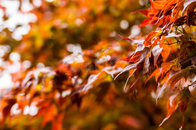 Leaves stock image. Image of design, outdoor, light, ocean - 99132153