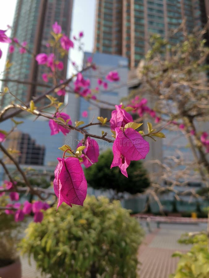 Pink flower stock image. Image of flower, tree, blue - 253607421