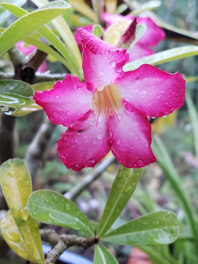 Pink flower in rain stock photo. Image of rain, wildflower - 239863948