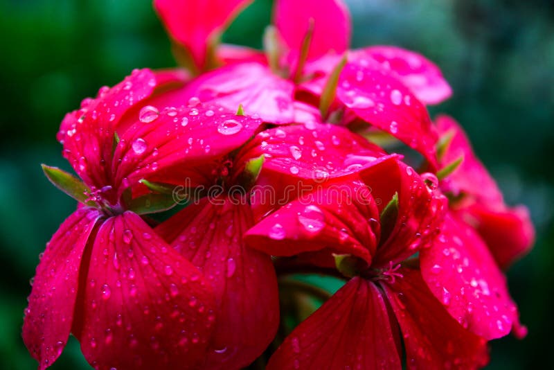 Pink Flower with Rain Drops Stock Photo - Image of flower, garden: 90129258