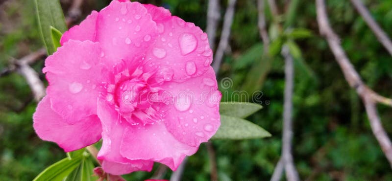 The Pink Flower with Rain Drops in the Garden Stock Photo - Image of ...
