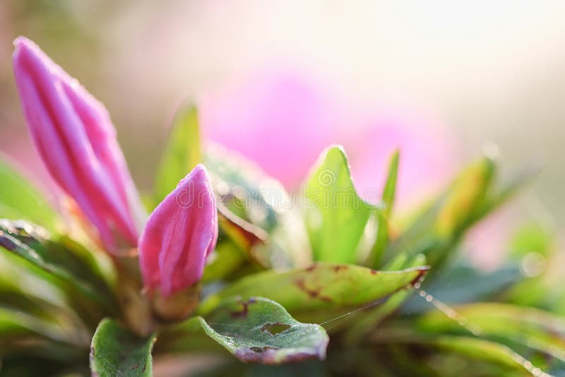 Canus Water stock photo. Image of pinaster, field, grasses - 6052678