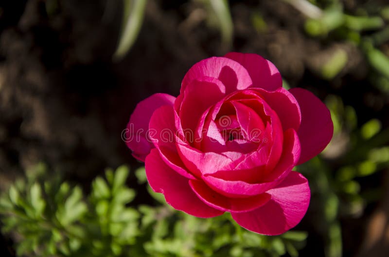 Pink flower Ranunculus stock photo. Image of flora, delicate - 185415974