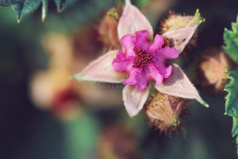 Pink Flower of Raspberry on Green Background Stock Image - Image of ...