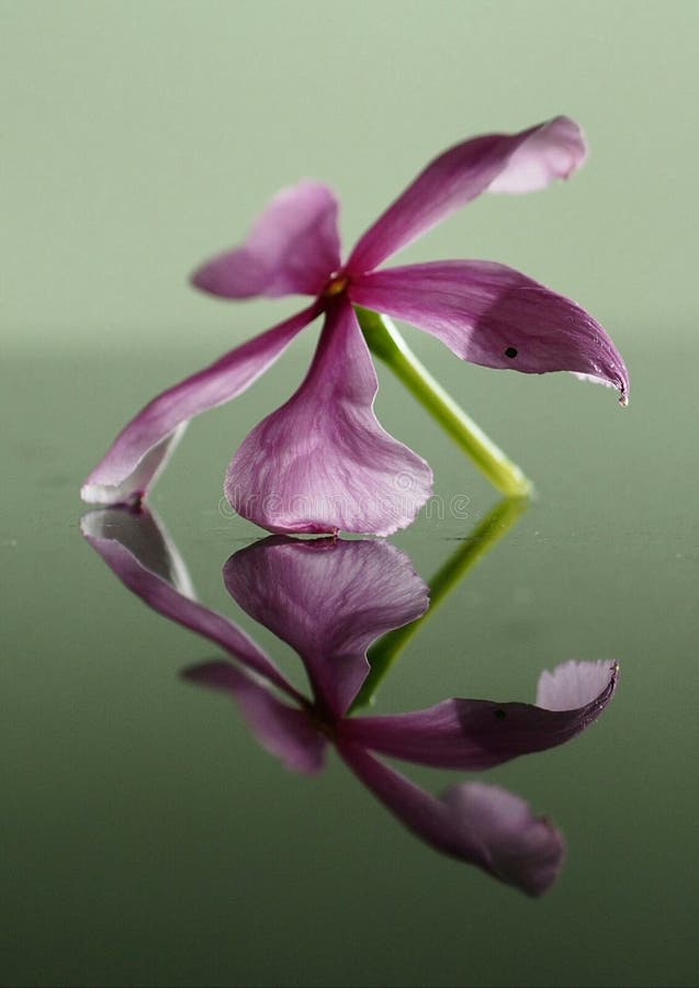 Pink Flower reflect stock photo. Image of star, flower - 244156706