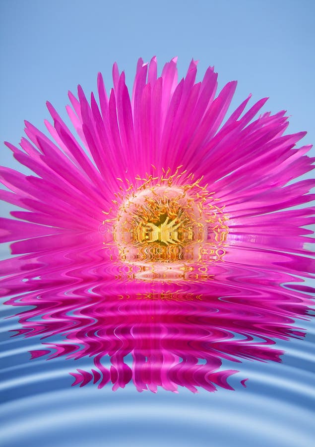 Pink flower reflection stock illustration. Illustration of nature - 4460275
