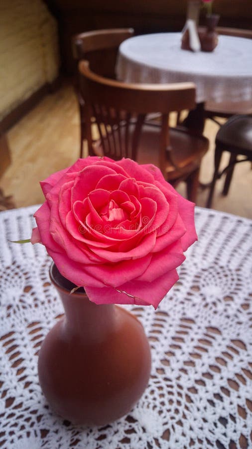 Pink Flower at Restaurant Table Stock Photo - Image of restaurant, rose ...