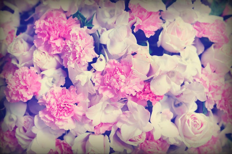 Pink flower in retro style stock photo. Image of aged - 50814448