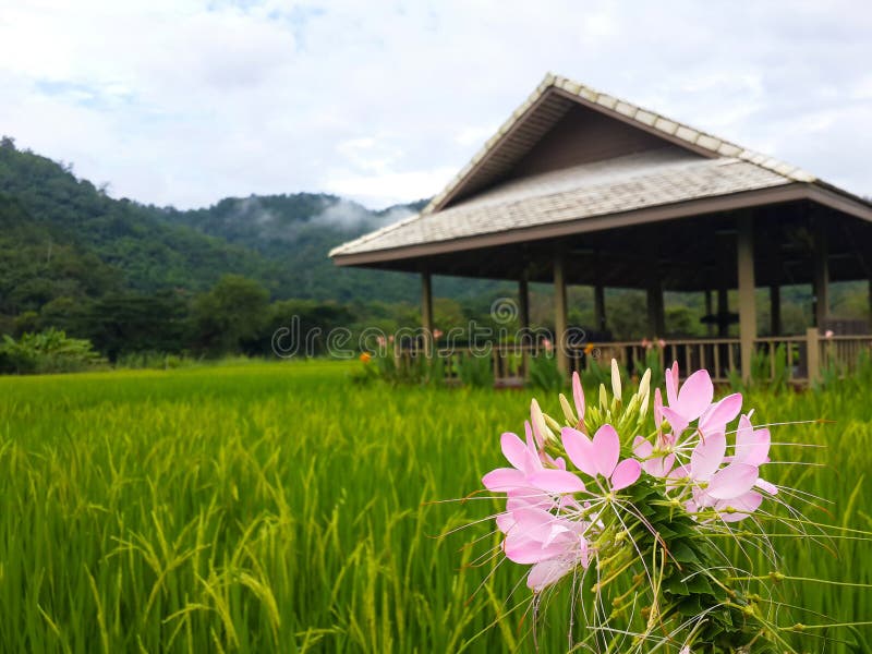 Pink flower in rice field stock photo. Image of chill - 91783684