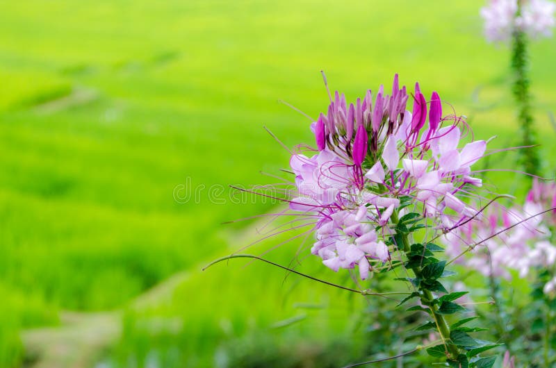 Pink Flower with Rice Field Farm Stock Image - Image of grain, culture ...
