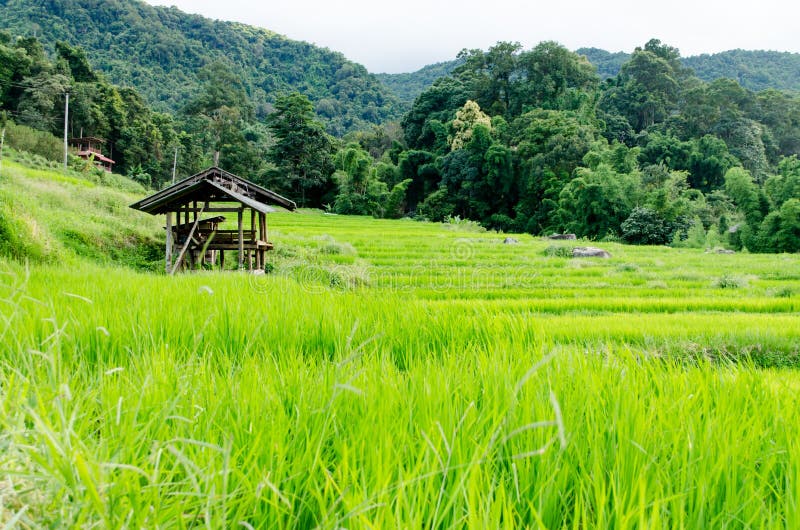 Pink Flower with Rice Field Farm Stock Image - Image of nature, leaf ...