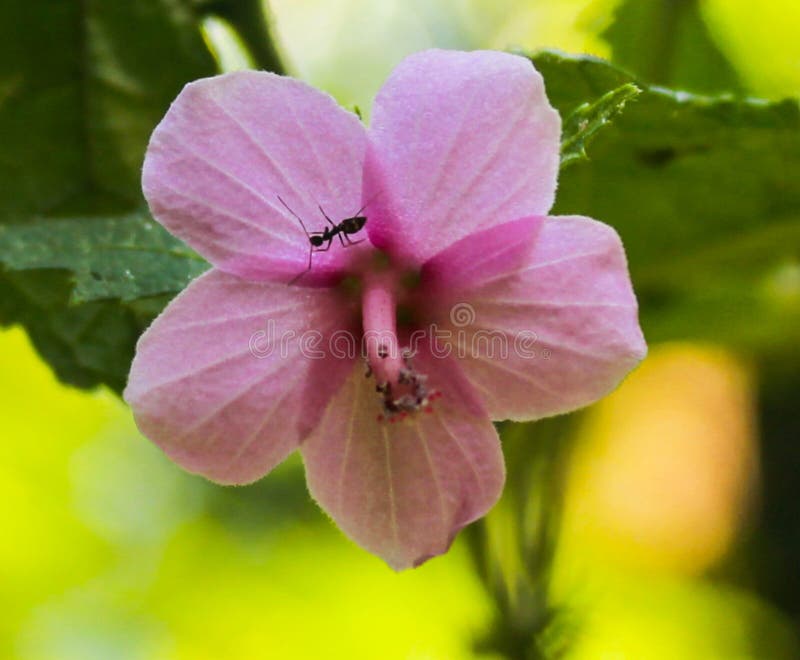 Pink Flower in the Rice Fields Stock Photo - Image of rice, park: 217108748