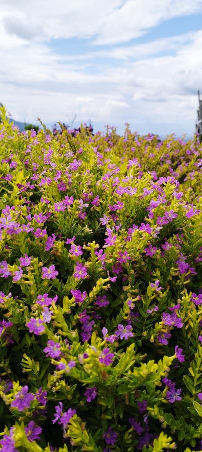 Pink Flower Rise To the Sky Stock Image - Image of field, lawn: 268682059