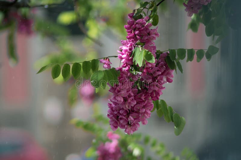 Pink Flower of the Robinia Pseudoacacia Tree Stock Photo - Image of ...
