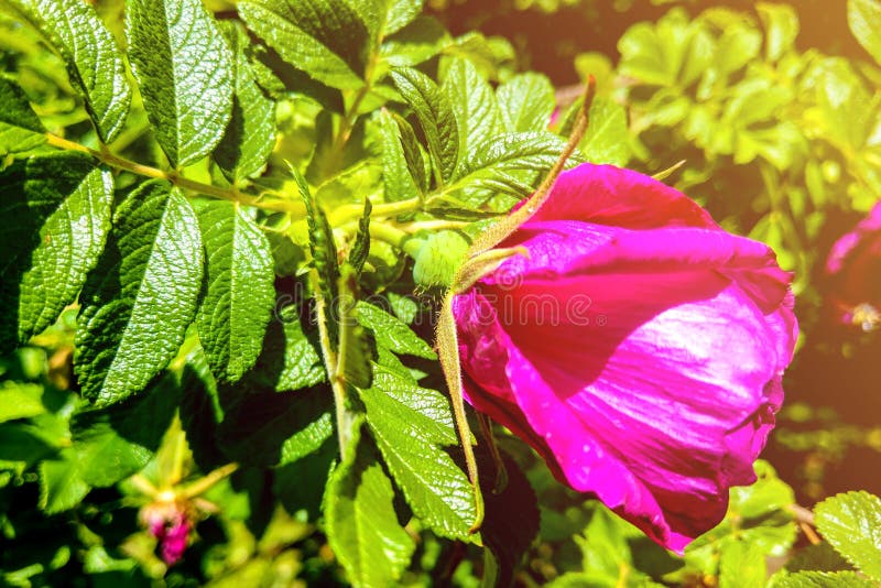 Pink Flower of the Rosa Rugosa Rose Stock Image - Image of outdoor ...