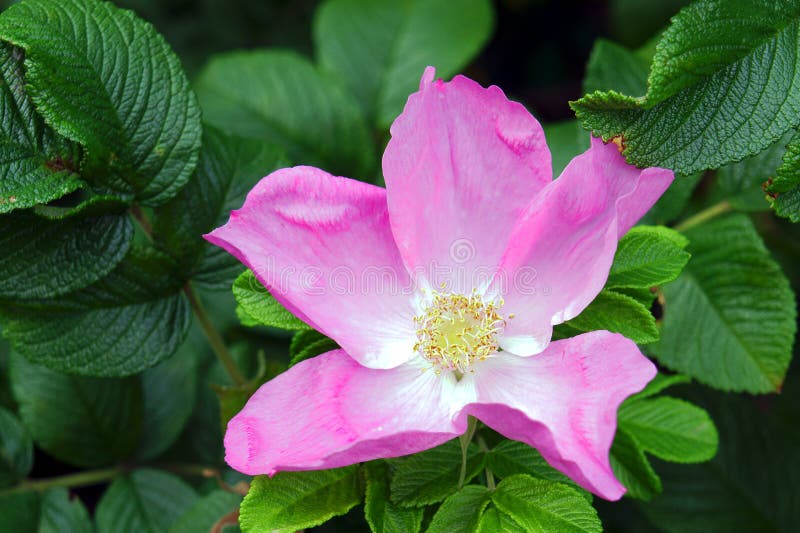 Pink flower stock photo. Image of wild, flower, detail - 38933086