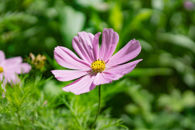 Pink flower stock photo. Image of hereford, flower, ross - 97823620