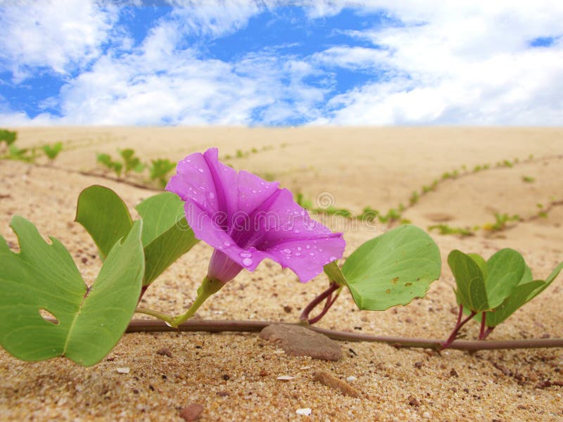 Pink Flower Sand on the Beach Stock Image - Image of daisy, gerbera ...