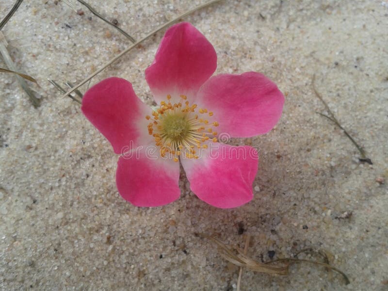 Flower on sand stock photo. Image of orange, single, rich - 15034748