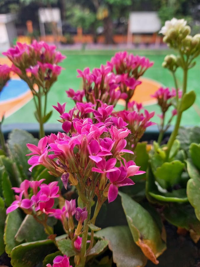 The School Garden is Decorated with Beautiful Trees and Ornamental ...