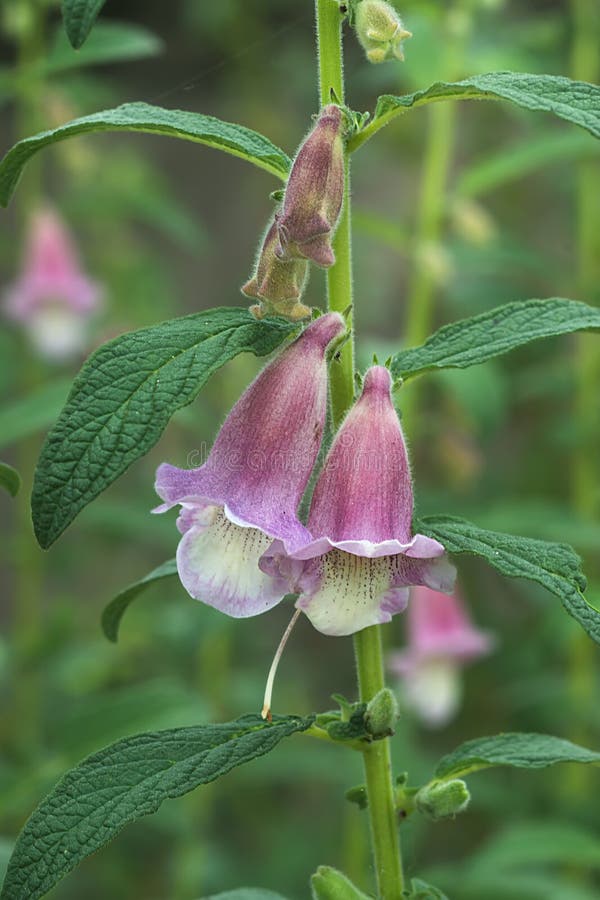 Pink Flower of Sesame Plant Stock Image - Image of growth, closeup ...