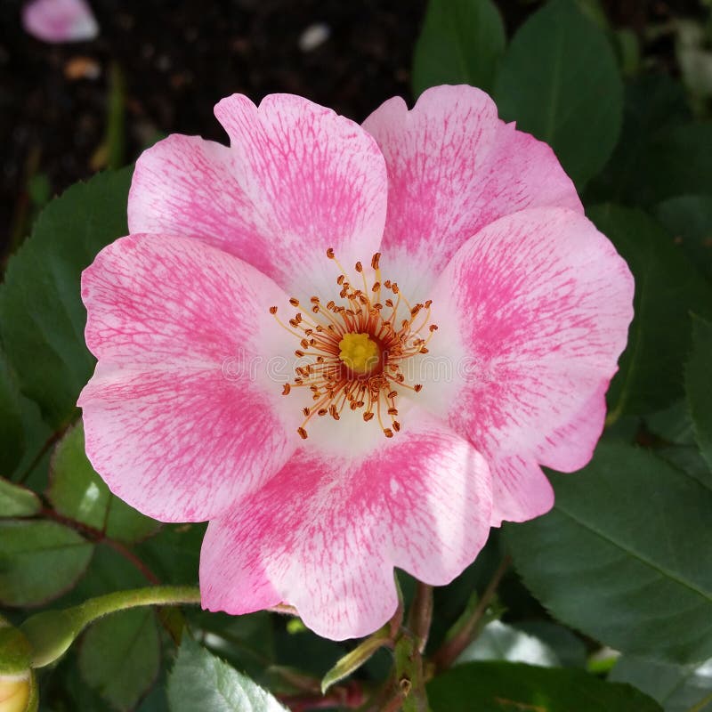 Pink flower in the shade stock photo. Image of pink - 118547562