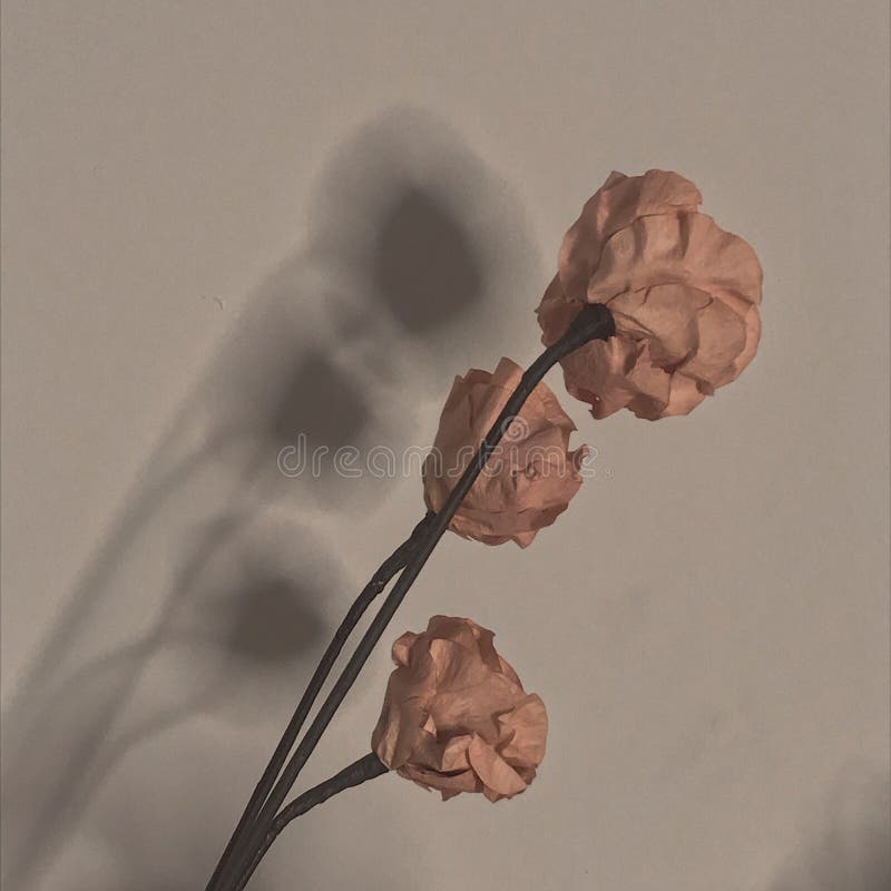 Pink flower with shadow stock image. Image of plant - 202463911