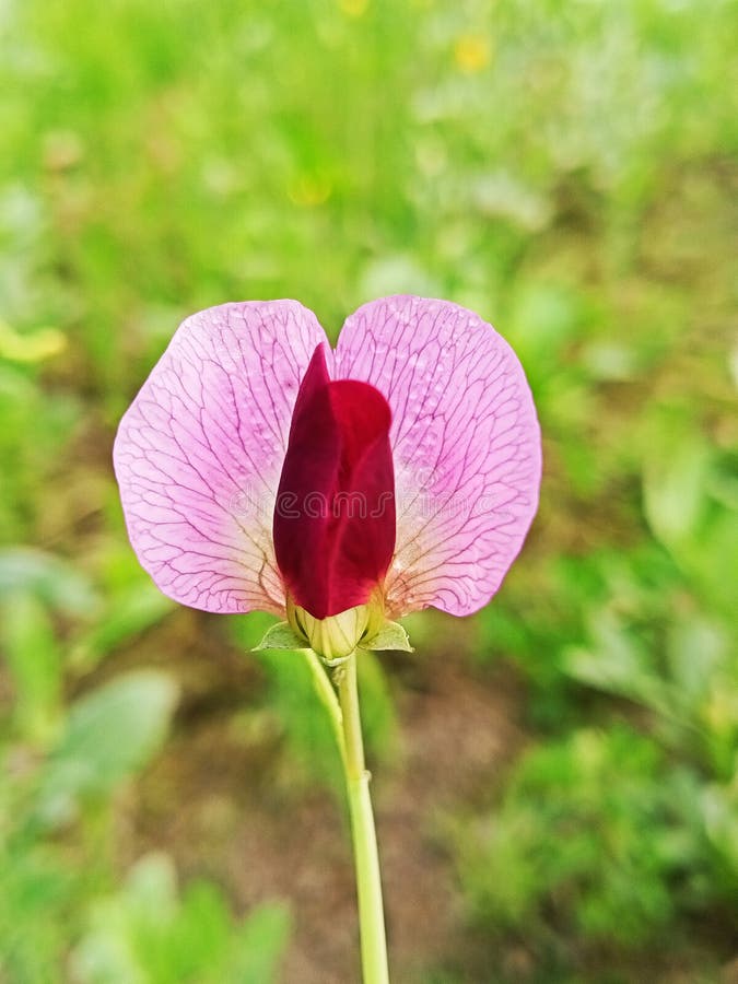 Pink Flower Shoot on My Garden Stock Image - Image of blossom, yellow ...