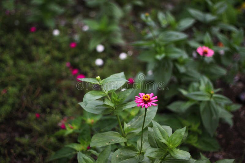 Pink flower shrubbery stock image. Image of shrubbery - 63505789