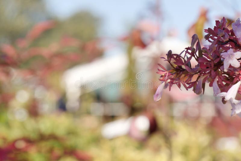 Pink Flower on side stock image. Image of everyone, green - 127599787