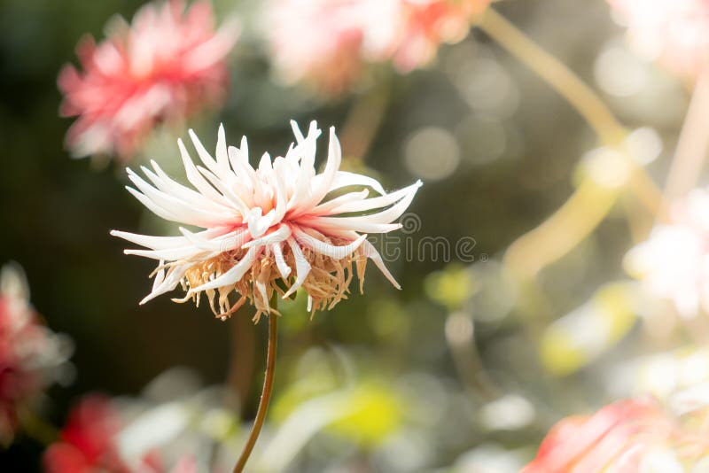 Pink Flower Side View in Green Garden Stock Photo - Image of flower ...