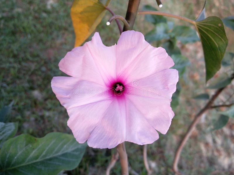 Pink Flower stock image. Image of season, nature, flower - 68486777