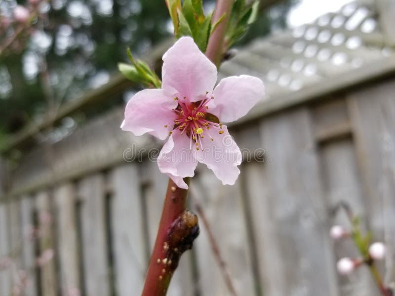 Pink Flower stock image. Image of single, flower, tree - 148582791