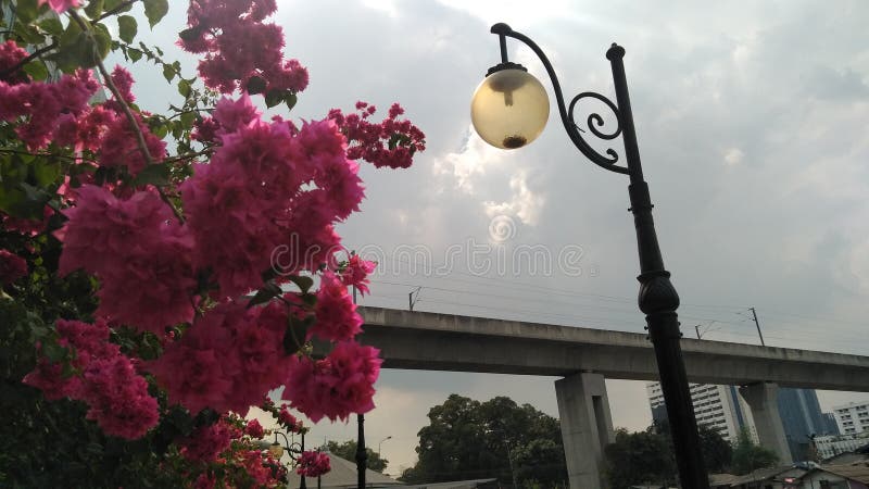 Pink flower and sky. stock image. Image of pink, blue - 167627845
