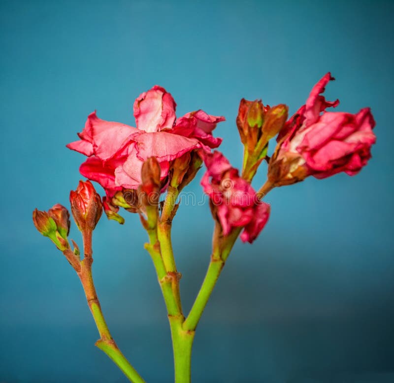 Pink Flower in the Sky Close Up with Blue Background Stock Image ...