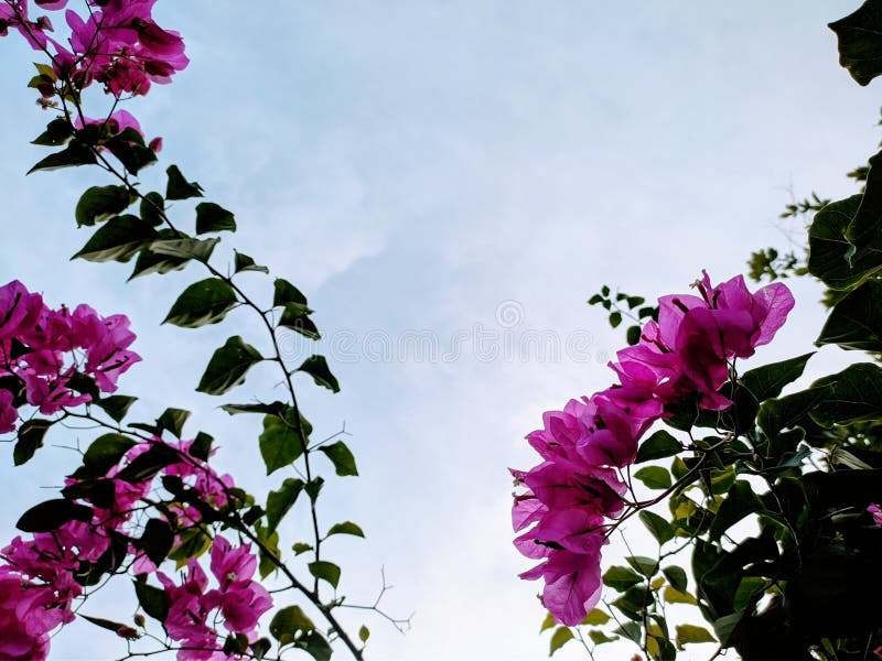 Pink flower and sky stock photo. Image of cloud, pink - 272539570