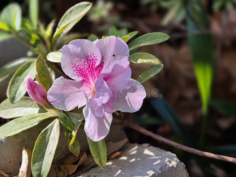 Pink Flower with Small Bug on Under Sunshine Stock Photo - Image of ...
