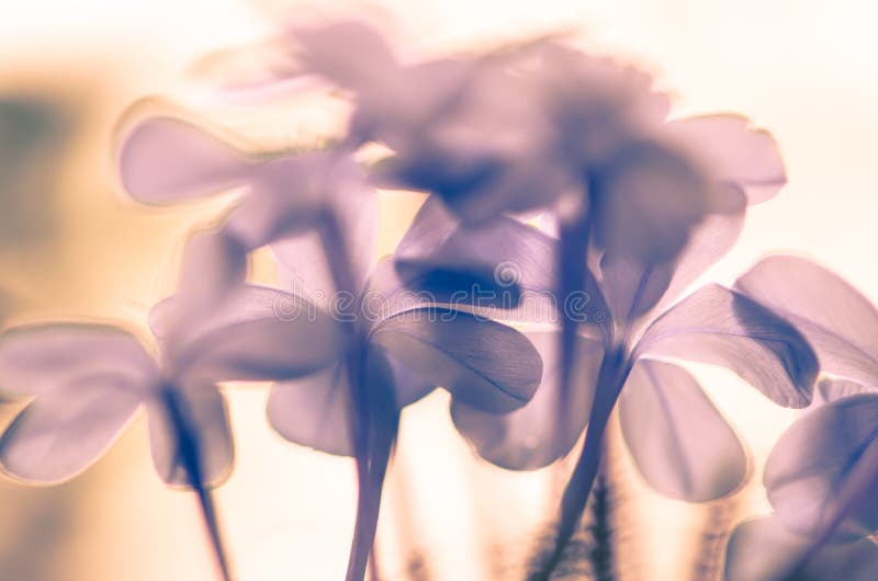 Pink flower stock photo. Image of card, soft, effect - 40975240