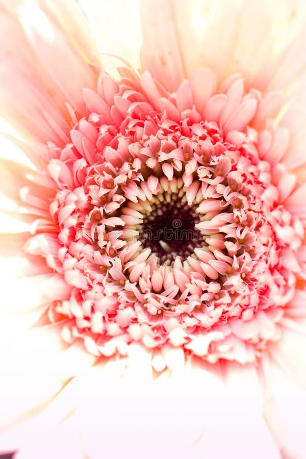 Pink flower Soft Light stock photo. Image of nature, floral - 61641206