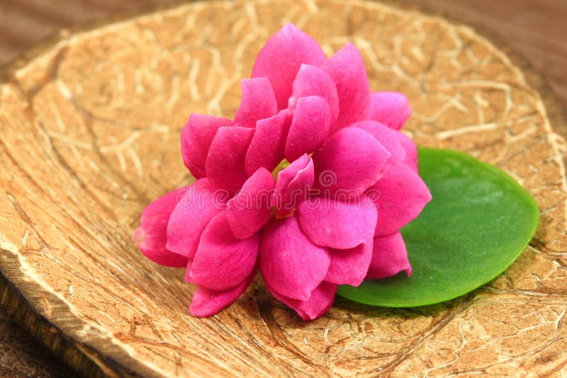Pink flower in spa stock photo. Image of holidays, pink - 17003290