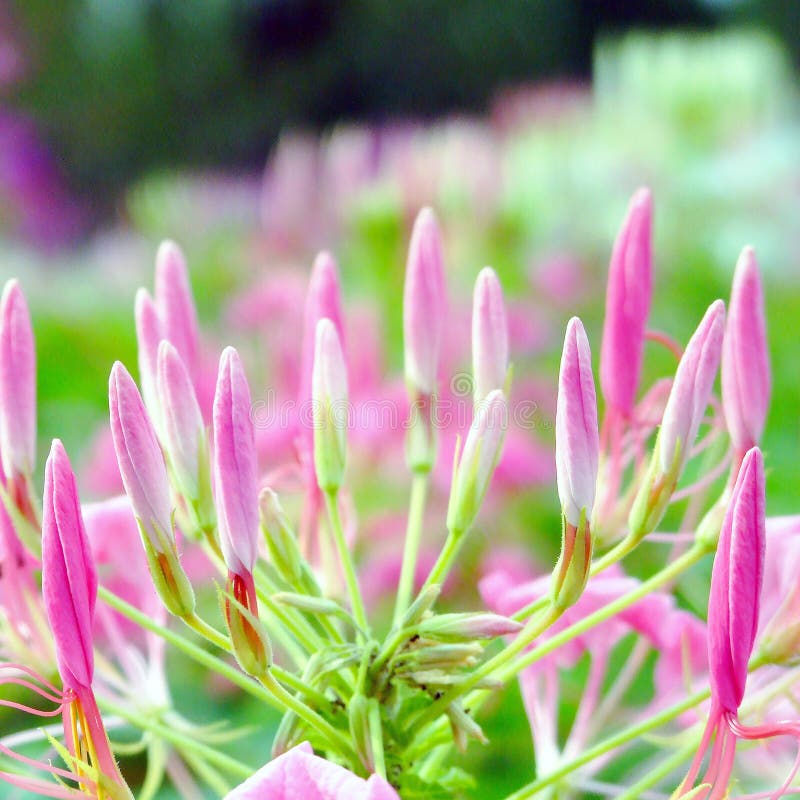 Pink Flower Spike and Green Leaves Stock Image - Image of spring ...