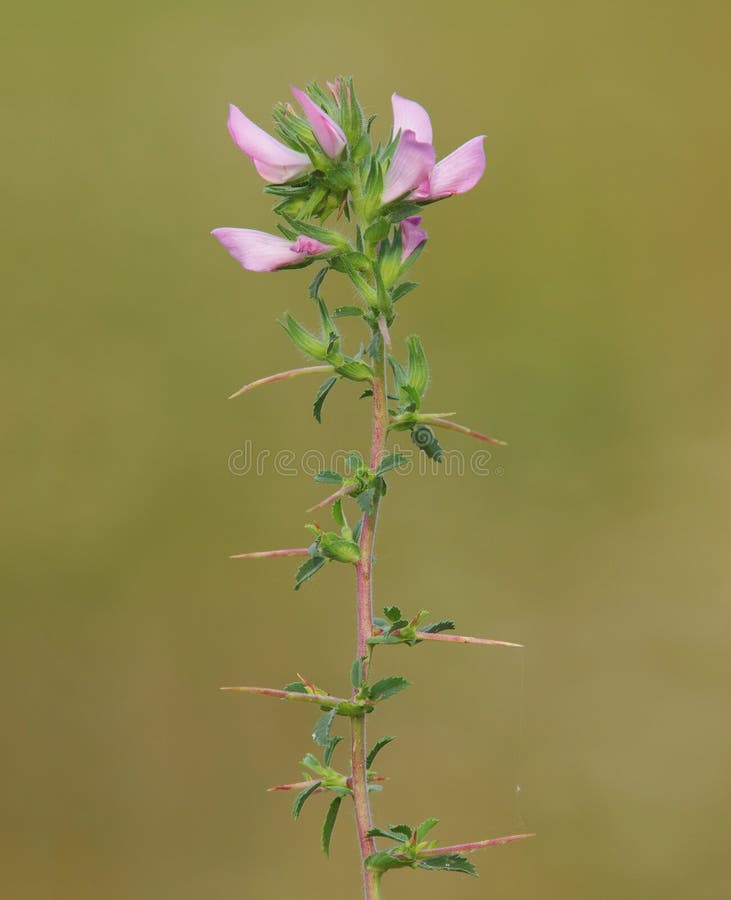 Pink Flower of Spiny Restharrow with Green Leaf and Thorns. Ononis ...
