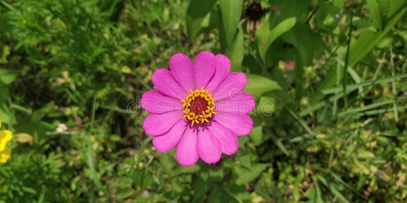 Pink Flower Spread in the Garden Stock Image - Image of garden, pink ...