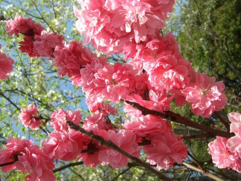 Pink flower spring stock photo. Image of april, flower - 92022290