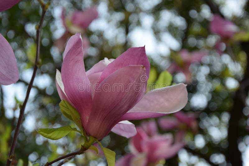 A pink flower in spring stock photo. Image of summer - 176414408