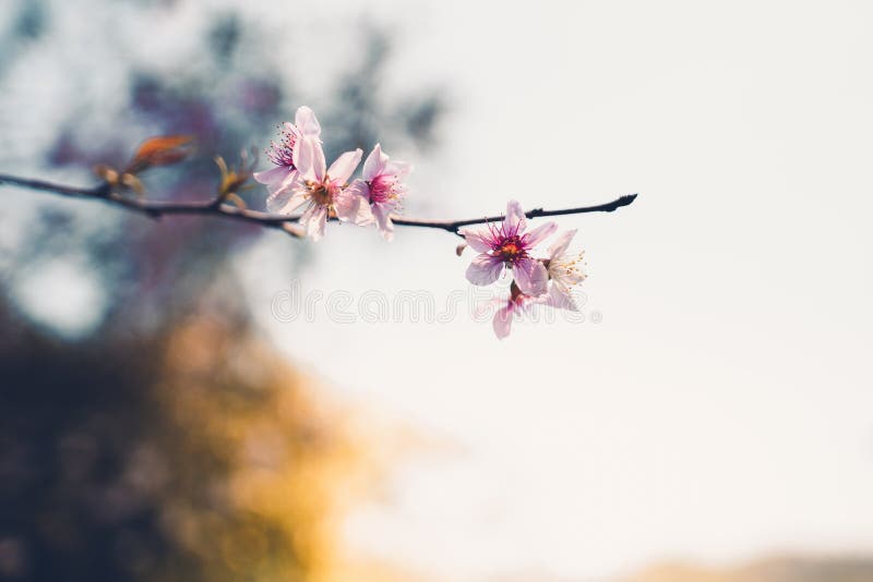 Pink Flower Spring Flowers in the Morning Stock Photo - Image of flower ...