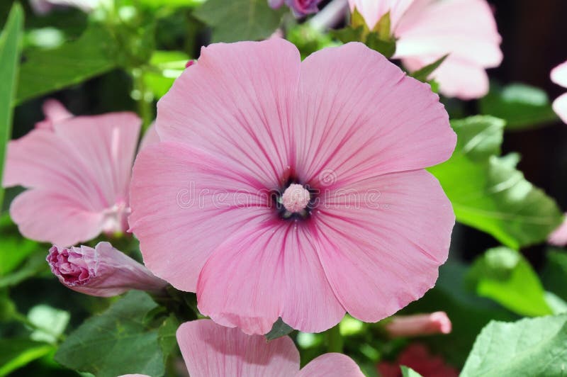 Pink flower stock photo. Image of plants, pink, garden - 88455924